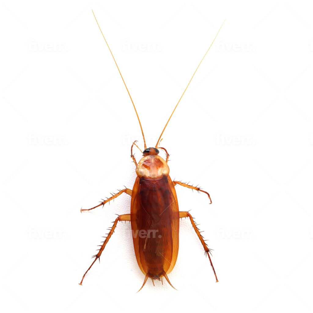 Roach Control Fort Worth | Cockroach Exterminator